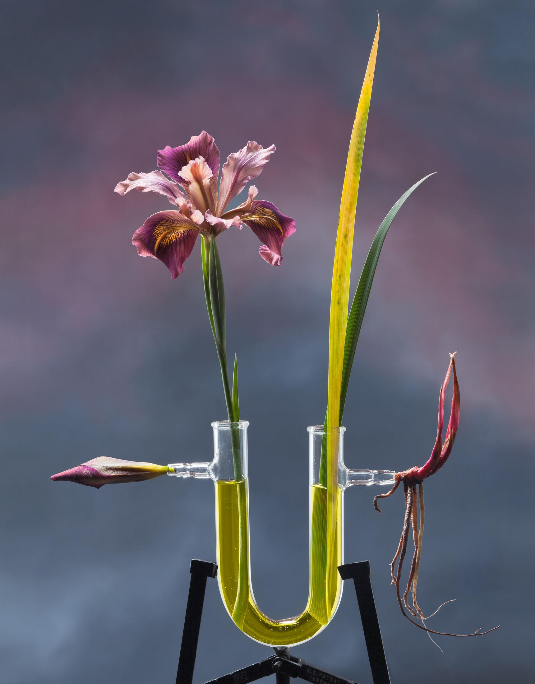 JO WHALEY | Home