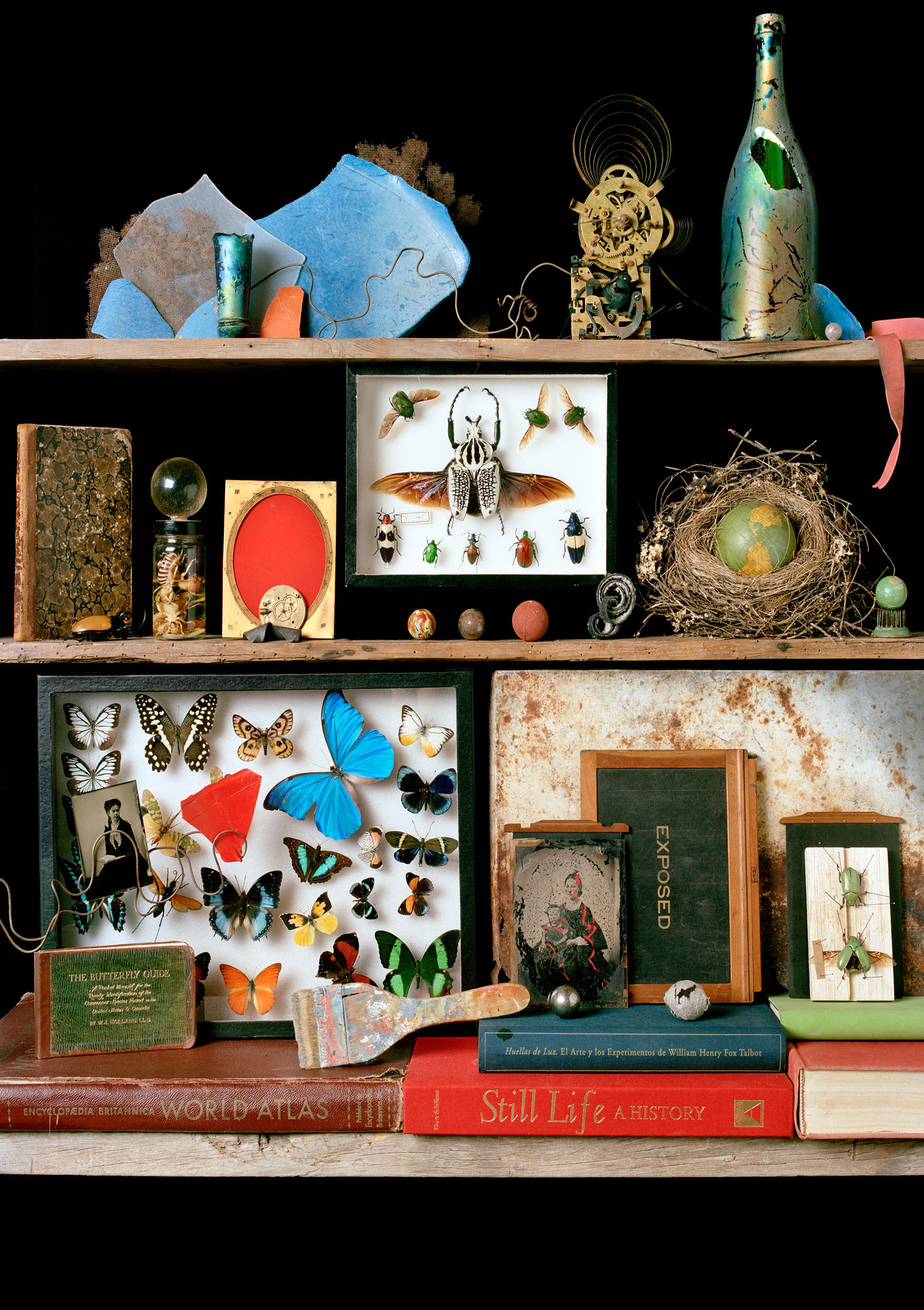 JO WHALEY | The Theater of Insects