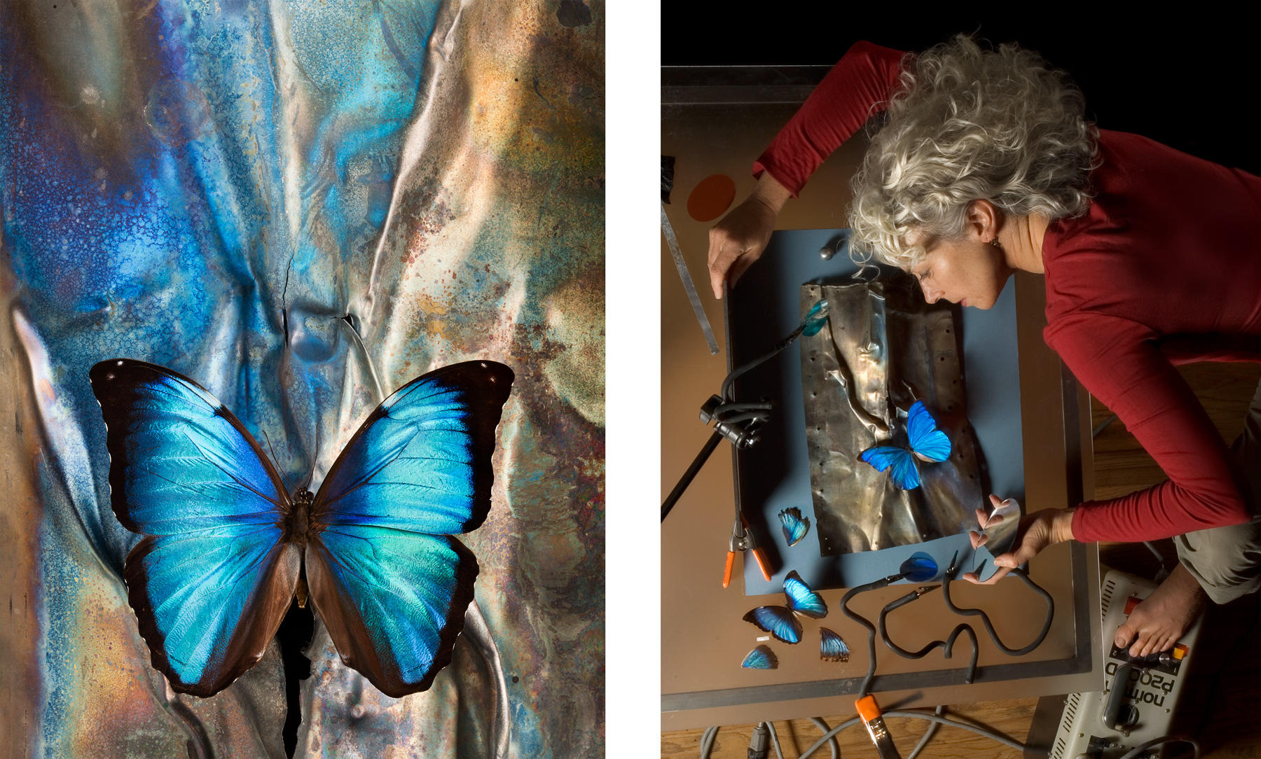 JO WHALEY | The Theater of Insects