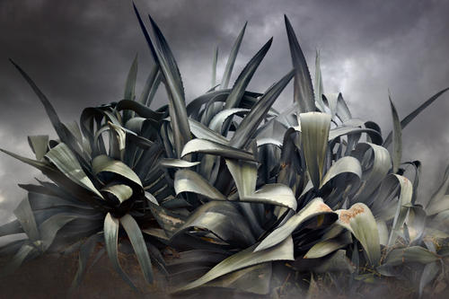 Richard Alan Cohen Fine Art Photography | Home