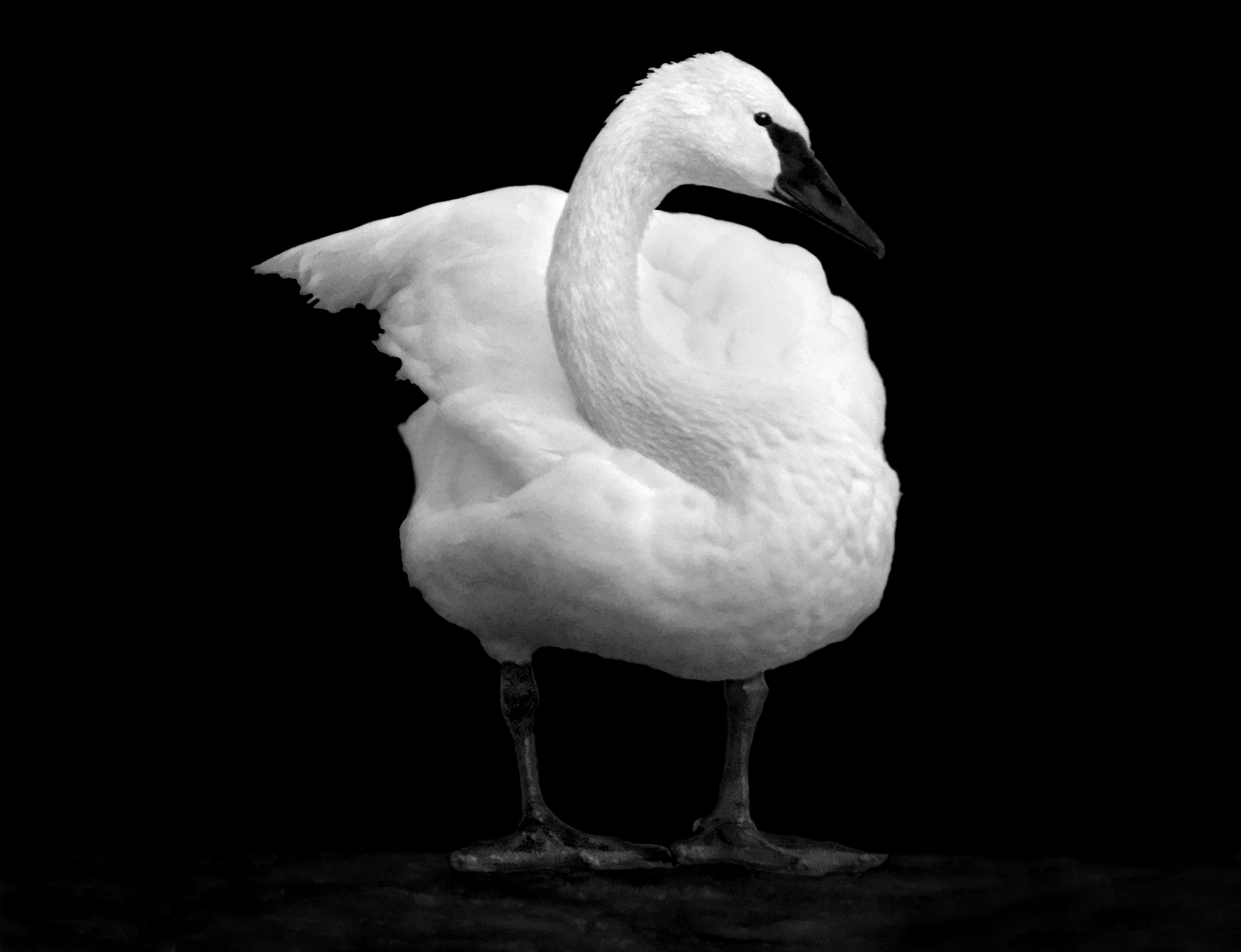 Elliot Ross | Biography