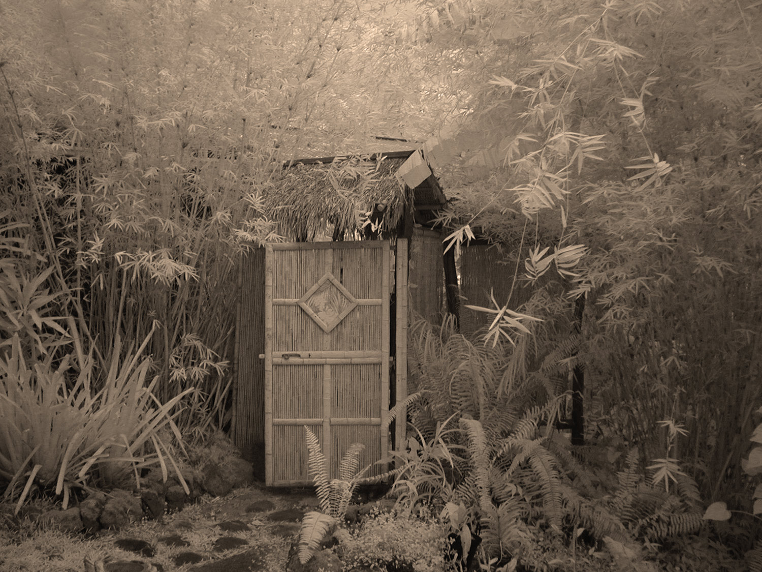 Houseof Carol Eden